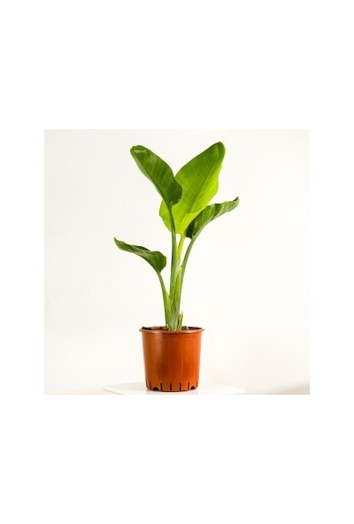 Fidan Burada Starliçe Beyaz Cennet Kuşu 80-100 Cm