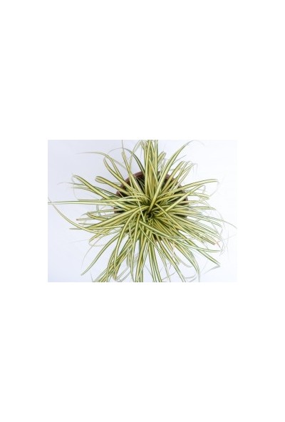 Fidan Burada KAREKS - CAREX OSHIMENSIS - Evergold