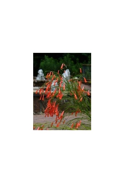 Fidan Burada KIRMIZI MERCAN ÇİÇEĞİ (Russelia Equisetiformis)