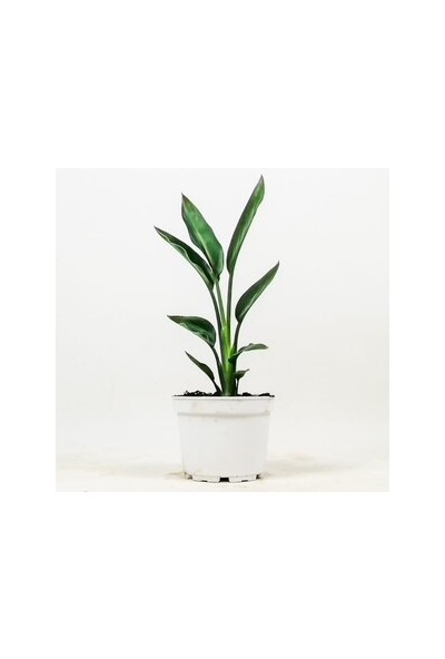 Fidan Burada Starliçe Reginae - Cennet Kuşu - 20-30 cm (strelitzia Reginae)