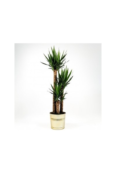 Fidan Burada Yuka Bitkisi 3 Gövdeli Gold Dekoratif Saksılı Fidan Burada Yuka Bitkisi 3 Gövdeli Gold Dekoratif Saksılı