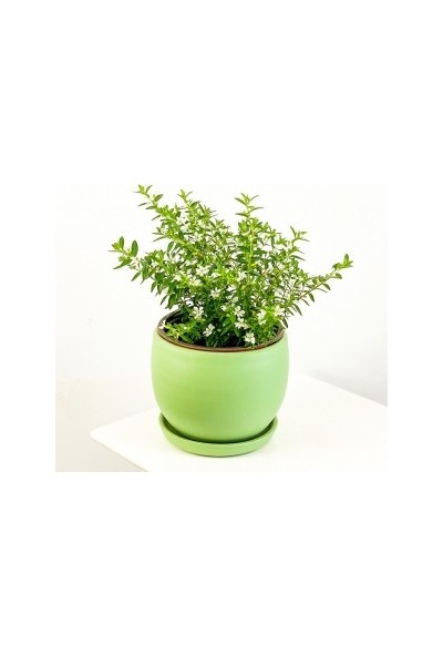 Fidan Burada Kufeya Cennet Çiçeği Beyaz - Cuphea Hyssopifolia 20-30cm Fidan Burada Kufeya Cennet Çiçeği Beyaz - Cuphea Hyssopifolia 20-30cm