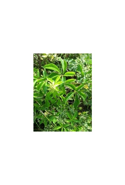 Fidan Burada AMERİKAN SARMAŞIĞI (Parthenocissus Quinquefolia) Fidan Burada AMERİKAN SARMAŞIĞI (Parthenocissus Quinquefolia)