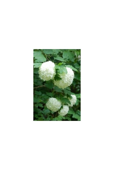 Fidan Burada KARTOPU (Viburnum Opolus) Fidan Burada KARTOPU (Viburnum Opolus)