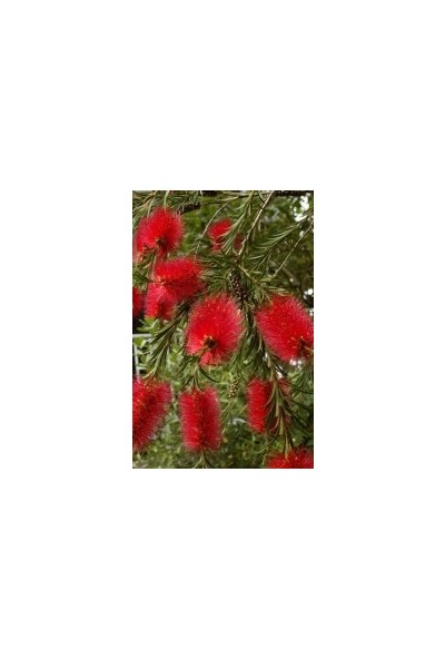 Fidan Burada FIRÇA ÇALISI (Callistemon Laevis) Fidan Burada FIRÇA ÇALISI (Callistemon Laevis)