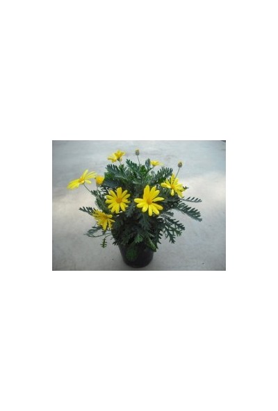 Fidan Burada SARI PAPATYA - SARI ÇALI PAPATYASI (Euryops Pectinatus)