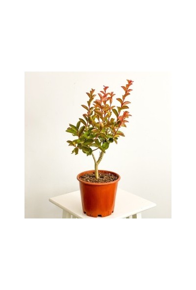 Fidan Burada Bodur Oya Ağacı Pembe 40-50cm