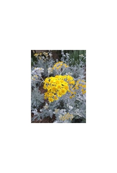 Fidan Burada KÜL ÇALISI - BAHÇE KÜLÜ (Cineraria Maritima) Fidan Burada KÜL ÇALISI - BAHÇE KÜLÜ (Cineraria Maritima)