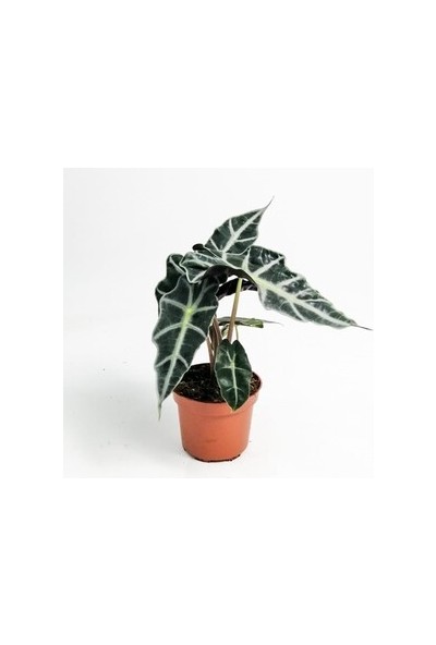 Fidan Burada Fil Kulağı Bitkisi - Alocasia Polly Fidan Burada Fil Kulağı Bitkisi - Alocasia Polly