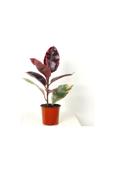 Fidan Burada Pembe Alacalı Kauçuk Bitkisi-Ficus Elastica Belize-30-40 cm Fidan Burada Pembe Alacalı Kauçuk Bitkisi-Ficus Elastica Belize-30-40 cm