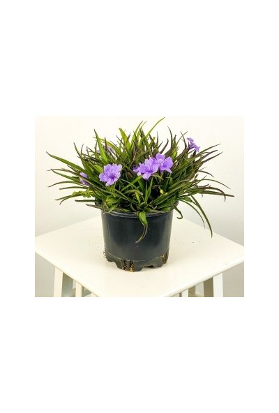 Fidan Burada Bodur Ruelya (Ruellia) Meksika Petunyası Fidan Burada Bodur Ruelya (Ruellia) Meksika Petunyası