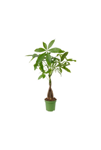 Fidan Burada Örgülü Para Ağacı - Pachira Aquatica 40-60 cm Fidan Burada Örgülü Para Ağacı - Pachira Aquatica 40-60 cm