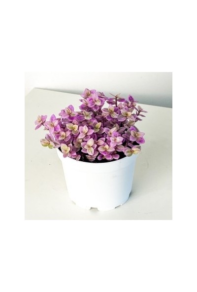 Fidan Burada Tradescantia Pink Lady Mini Boy Fidan Burada Tradescantia Pink Lady Mini Boy