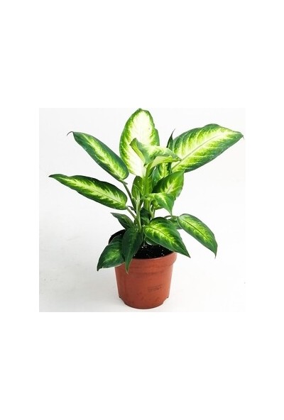 Fidan Burada Difenbahya Bitkisi (Dieffenbachia Camilla) 30-40 Cm Fidan Burada Difenbahya Bitkisi (Dieffenbachia Camilla) 30-40 Cm