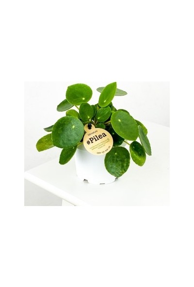 Fidan Burada Baby Pilea Peperomioides - Mini Çin Para Bitkisi-İthal Fidan Burada Baby Pilea Peperomioides - Mini Çin Para Bitkisi-İthal