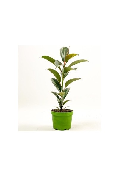 Fidan Burada Kauçuk Bitkisi Ficus Elastica Melany 50cm Fidan Burada Kauçuk Bitkisi Ficus Elastica Melany 50cm