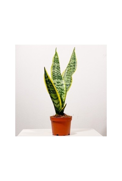 Fidan Burada Mini Paşa Kılıcı Sansevieria Laurentii Fidan Burada Mini Paşa Kılıcı Sansevieria Laurentii