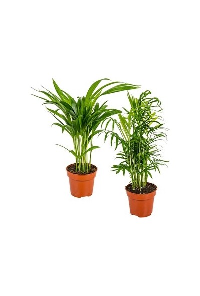 Fidan Burada Mini Areka ve Dağ Palmiyesi Seti Fidan Burada Mini Areka ve Dağ Palmiyesi Seti