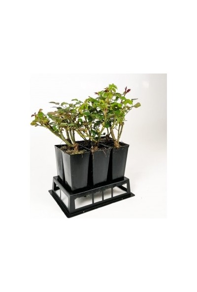 Fidan Burada Aşılı Gül Fidanı 6'lı Set