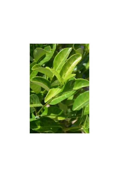 Fidan Burada PARLAK YAPRAKLI KARTOPU 6'lı Set (Viburnum Lucidum)