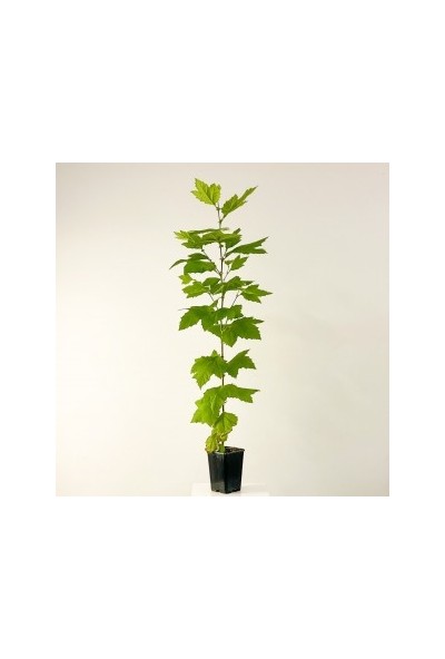 Fidan Burada Londra Çınarı Platanus Acerifolia 120-140cm Fidan Burada Londra Çınarı Platanus Acerifolia 120-140cm