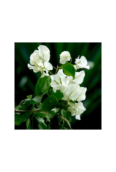 Fidan Burada Begonvil Sarmaşığı-Beyaz (Bougainvillea) Fidan Burada Begonvil Sarmaşığı-Beyaz (Bougainvillea)