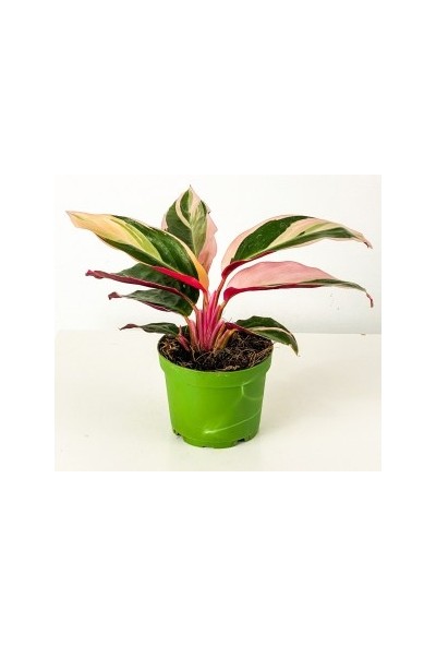 Fidan Burada Mini Calathea Triostar