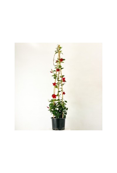 Fidan Burada Mandevilla Çiçeği - Mandevilla Apocynaceae Kırmızı Piramit Fidan Burada Mandevilla Çiçeği - Mandevilla Apocynaceae Kırmızı Piramit