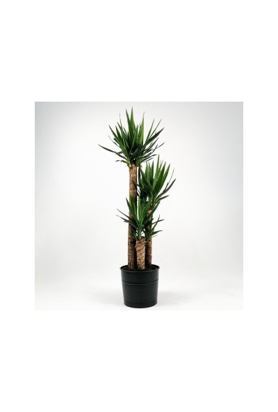 Fidan Burada Yuka Bitkisi 3 Gövdeli Siyah Dekoratif Saksılı Fidan Burada Yuka Bitkisi 3 Gövdeli Siyah Dekoratif Saksılı