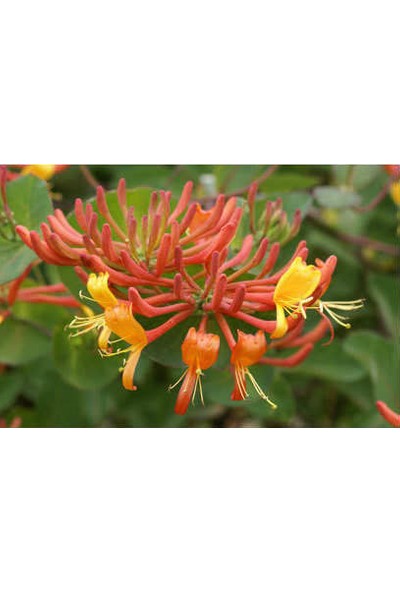 Lala Ahmet Botanik Kırmızı-Sarı-Beyaz Renkli Hanımeli Lala Ahmet Botanik Kırmızı-Sarı-Beyaz Renkli Hanımeli
