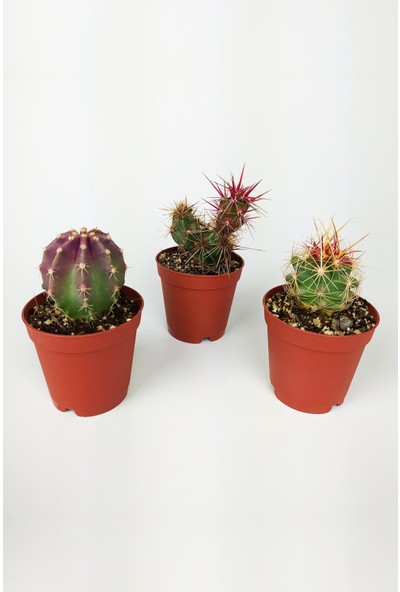 Toptan Kaktüs 3 Lü Mor Kaktüs Set Özel Tür Kaktüs Seti 5.5 Cm Saksıda