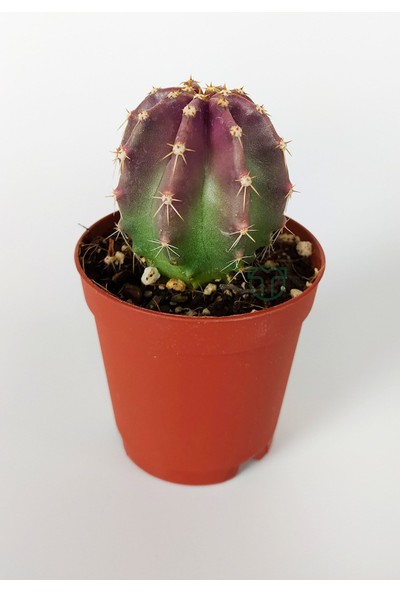 Toptan Kaktüs Echinocereus Subunermis Özel Tür Kaktüs 5.5 Cm Saksıda