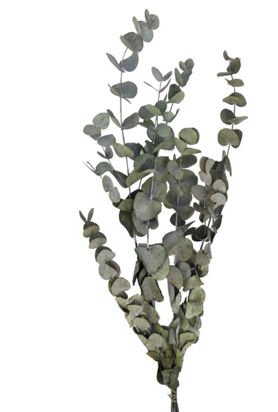 The Best Online Okaliptus Fidanı 20-30 cm The Best Online Okaliptus Fidanı 20-30 cm