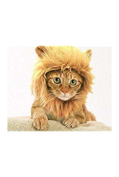 Lisinya Kedi Aslan Yelesi Peruk