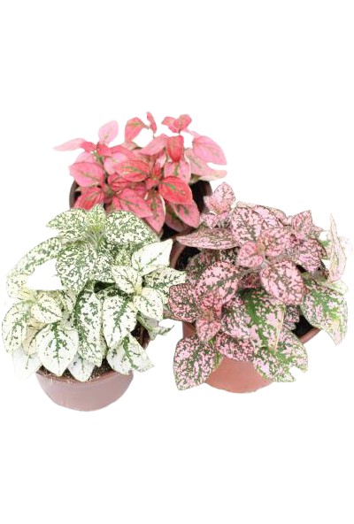 Akdoğa 3'lü Hipoestes Phyllostachya - Hostes Çiçeği Kırmızı Çilli Yaprak Çiçeği Akdoğa 3'lü Hipoestes Phyllostachya - Hostes Çiçeği Kırmızı Çilli Yaprak Çiçeği