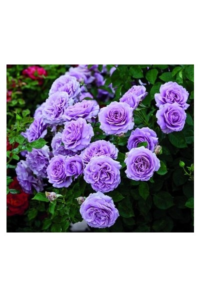 Olimpos Tarım 2 Adet Saksıda Gül Fidanı (Lila) 1 Yaşında Yediveren Kokulu 20-25cm