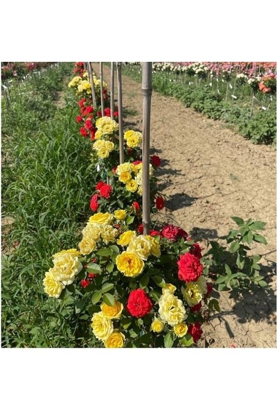 Olimpos Tarım 1 Adet Tüplü Kırmızı Sarı Baston Gül Fidanı 1 Yaşında 20-25cm