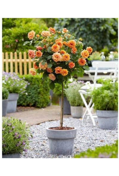 Olimpos Tarım 4 Adet Tüplü Baston Gül Fidanı (Turuncu) 1 Yaşında 20-25cm Olimpos Tarım 4 Adet Tüplü Baston Gül Fidanı (Turuncu) 1 Yaşında 20-25cm