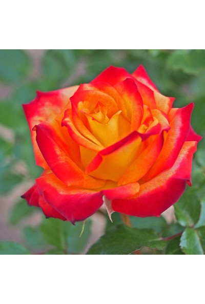 Olimpos Tarım 1 Adet Saksıda Gül Fidanı [Turuncu] Yediveren Kokulu 1 Yaşında 20-25cm