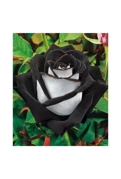 Olimpos Tarım 2 Adet Tüplü Gül Fidanı (Siyah Beyaz) 1 Yaşında 20-25cm Yapraklı