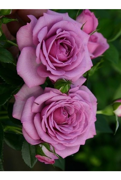 Olimpos Tarım 6 Adet Tüplü Gül Fidanı (Lila) 1 Yaşında Yediveren Kokulu 20-25cm