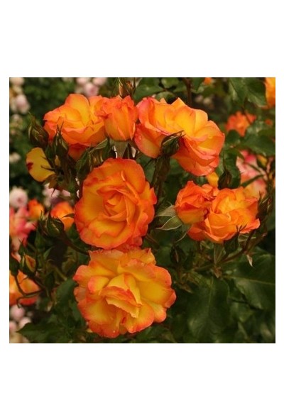 Olimpos Tarım 1 Adet Tüplü Gül Fidanı [Turuncu] Yediveren Kokulu 1 Yaşında 20-25cm