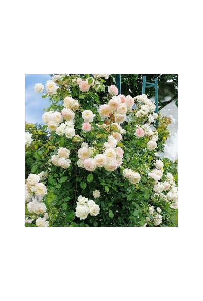 Olimpos Tarım 1 Adet Tüplü Gül Fidanı Yediveren Sarmaşık Kokulu 1 Yaşında 20-25cm