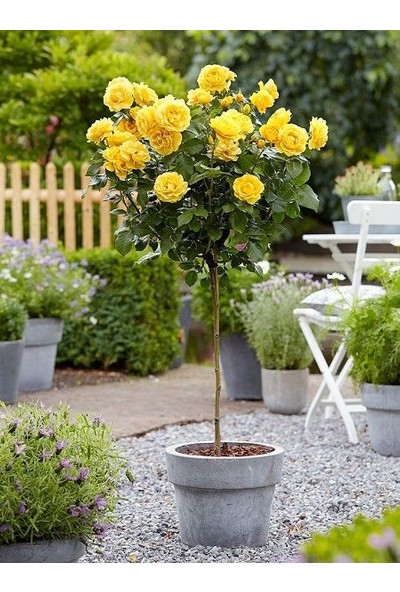 Olimpos Tarım 1 Adet Saksıda Kırmızı Sarı Baston Gül Fidanı 1 Yaşında 15-25CM