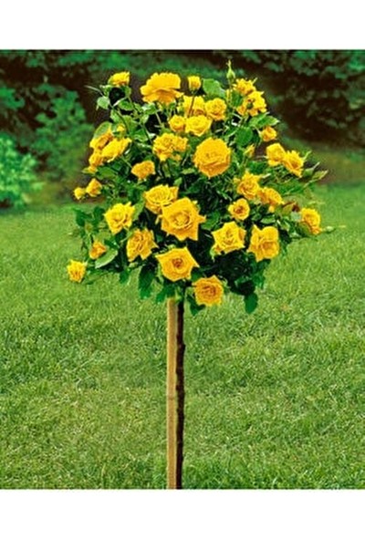 Olimpos Tarım 2 Adet Saksıda Baston Gül Fidanı 1 Yaşında 15-25cm Olimpos Tarım 2 Adet Saksıda Baston Gül Fidanı 1 Yaşında 15-25cm