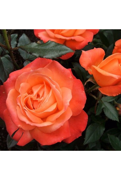 Olimpos Tarım 1 Adet Tüplü Gül Fidanı (Turuncu) 1 Yaşında 15-25cm Olimpos Tarım 1 Adet Tüplü Gül Fidanı (Turuncu) 1 Yaşında 15-25cm