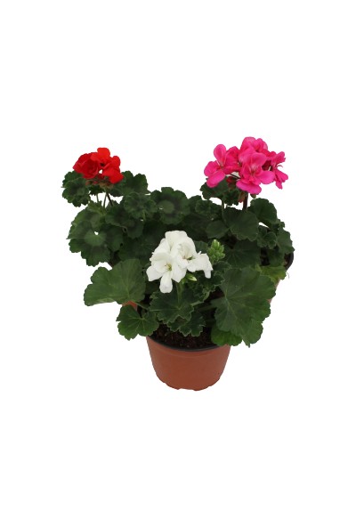 Akdoğa 3'lu Pelargonium Zonale Mix Dış Mekan Sardunya Bitkisi Beyaz Kırmızı Fuşya Renk Akdoğa 3'lu Pelargonium Zonale Mix Dış Mekan Sardunya Bitkisi Beyaz Kırmızı Fuşya Renk