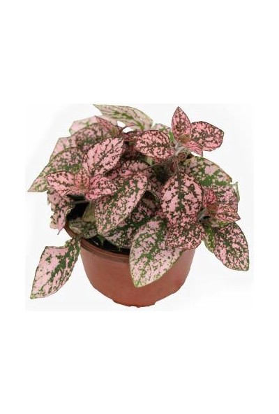 Akdoğa Hipoestes Phyllostachya - Hostes Çiçeği Pembe Çilli Yaprak Çiçeği