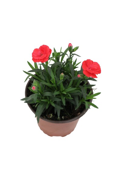 Akdoğa Lilipot Karanfil ( 18-20CM ) Canlı Nar Çiçeği Rengi Dış Mekan Bitkisi Akdoğa Lilipot Karanfil ( 18-20CM ) Canlı Nar Çiçeği Rengi Dış Mekan Bitkisi