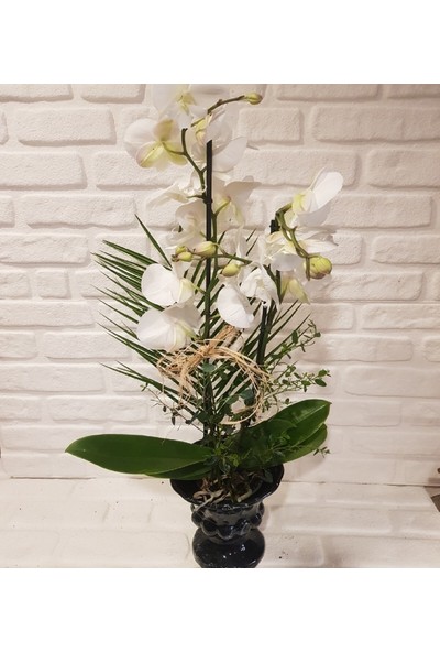 Benice Orkide Benice Orkide